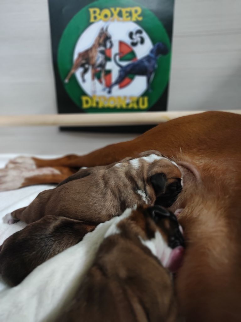 Accueil - Elevage Dironau - eleveur de chiens Boxer